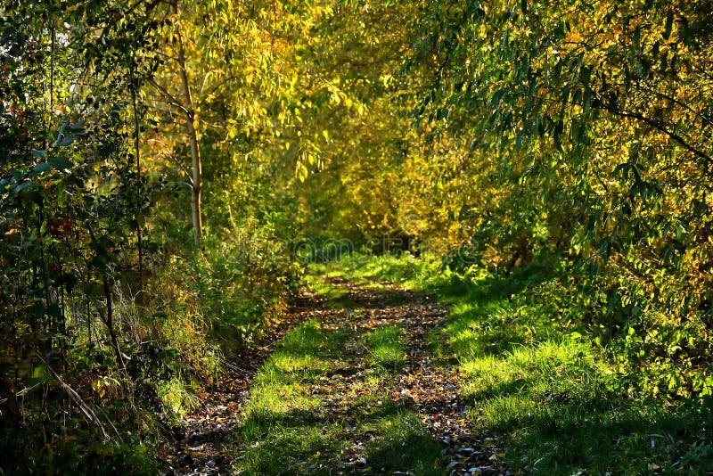 Way in a Forest through Trees in Light and Shadow Stock Image - Image ...