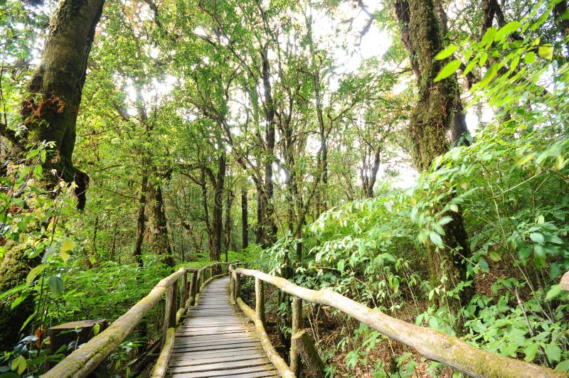 The way in forest stock image. Image of destinations - 39686581