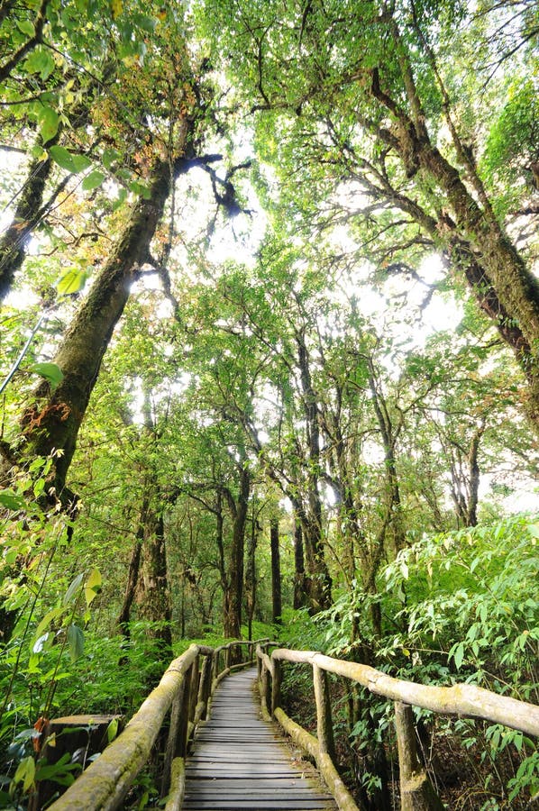 The way in forest stock photo. Image of garden, bloom - 39686724