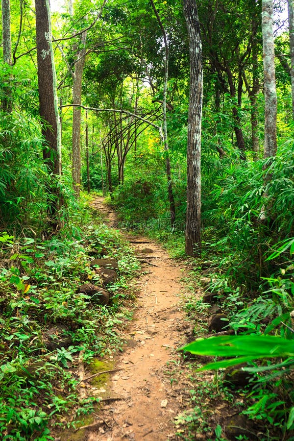 A way in forest stock image. Image of tree, growth, plant - 36214079