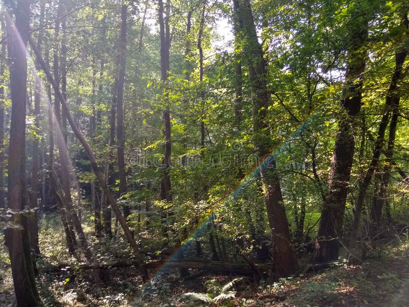 Way in forest stock image. Image of green, forest, trees - 159780319