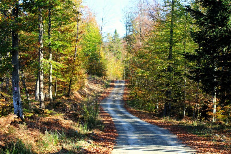 Way in forest stock image. Image of mountain, foreste - 165400215