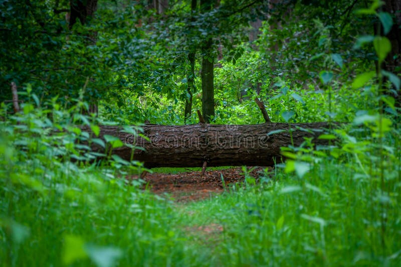 142 Fallen Tree Blocked Path Forest Stock Photos - Free & Royalty-Free ...