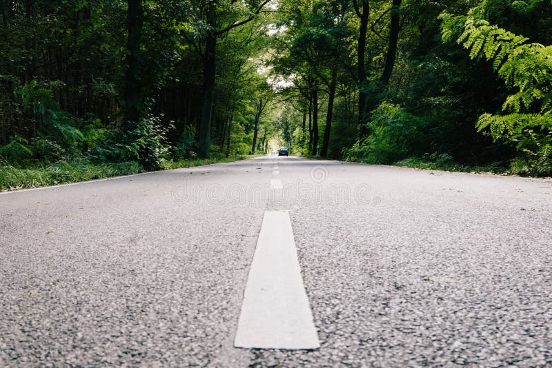Way Forward through the Woods into the Distance Stock Photo - Image of ...