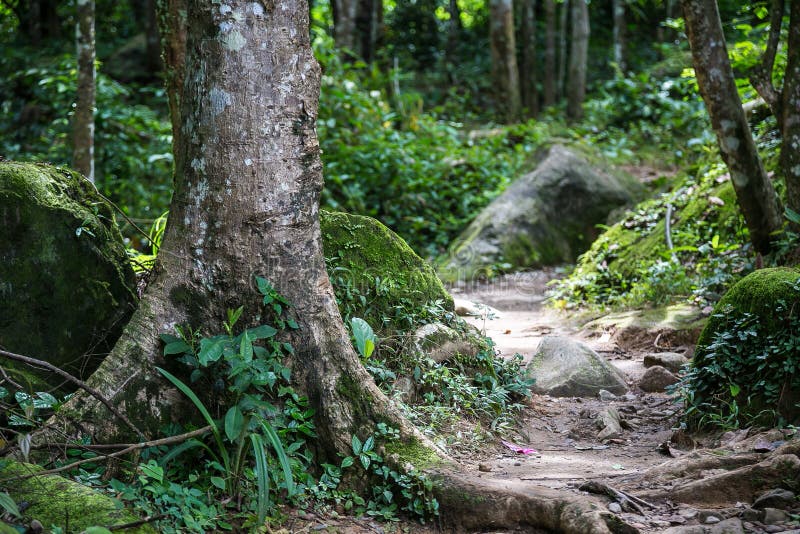 The way go to forest. stock photo. Image of rain, trunk - 76567066