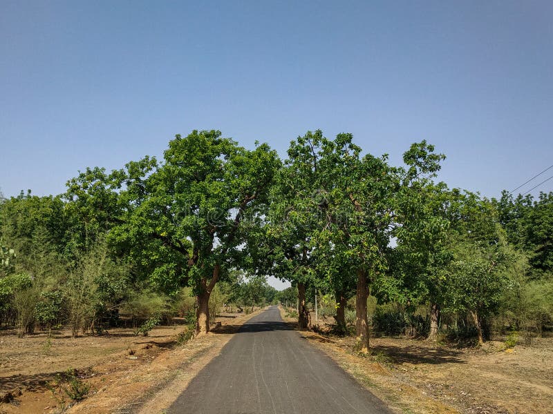 The Way is Going between the Two Trees. Stock Photo - Image of road ...