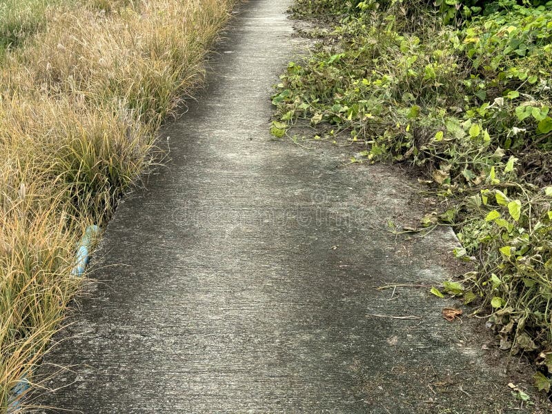 Way with Grass in Country Garden at Daytime Stock Photo - Image of road ...