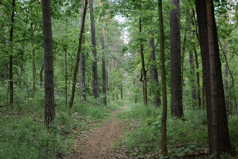 Way inside forest trees stock image. Image of evergreen - 73119459