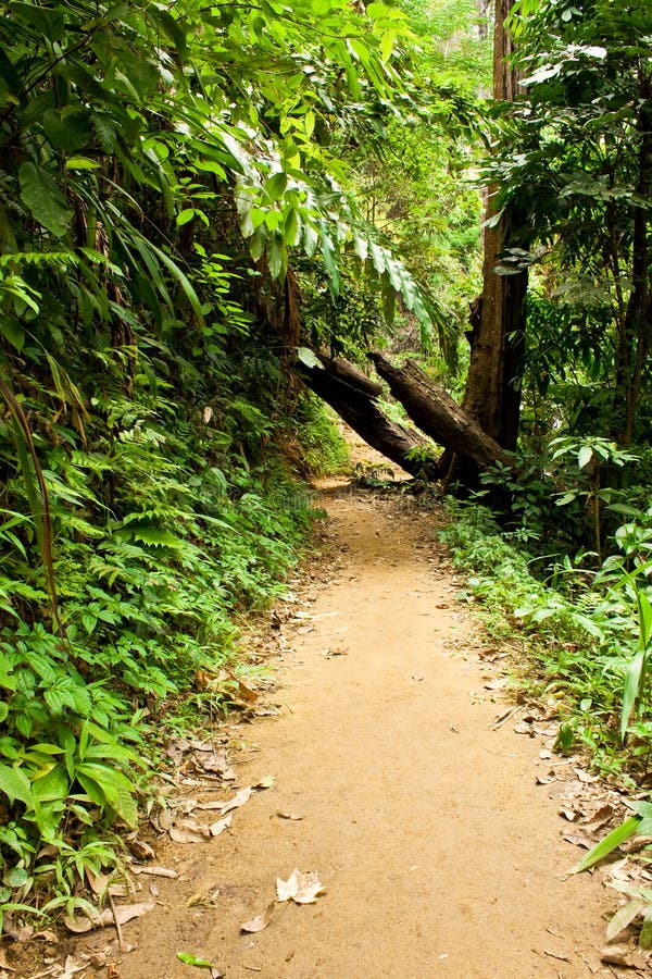 Jungle Tracking stock image. Image of states, unique, path - 9863739