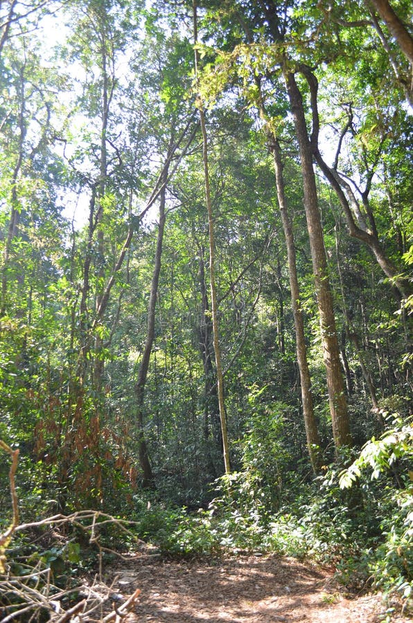 A way in jungle stock photo. Image of trip, green, jungle - 138521706