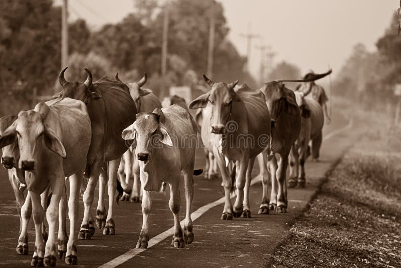 Way of life Countryside stock photo. Image of people - 38439044