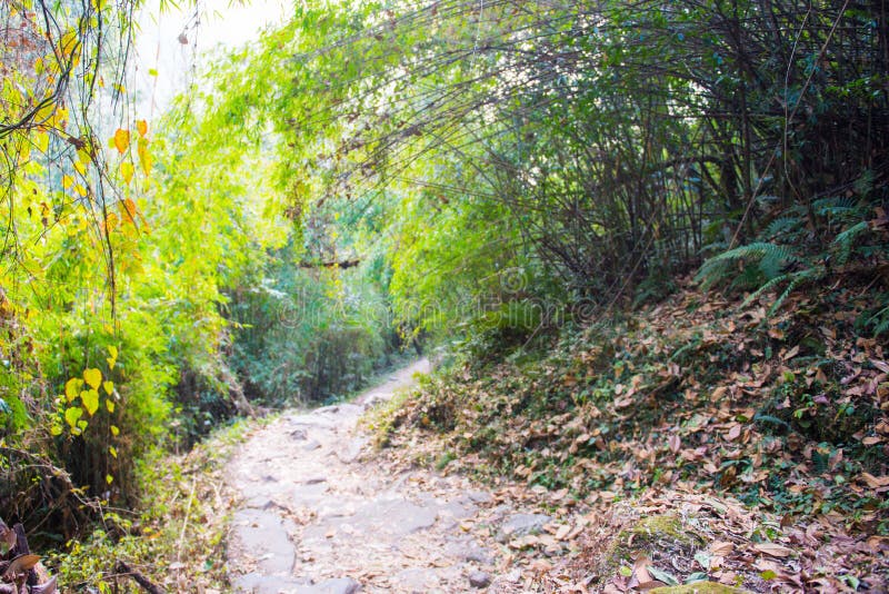 Way on the Mountain for Trekking Stock Image - Image of wood, annapurna ...