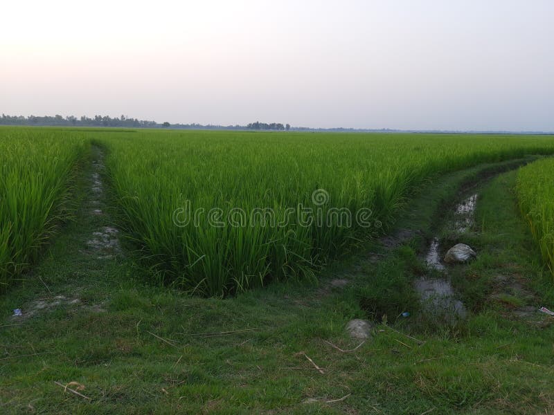 Way of nature stock photo. Image of tree, pasture, grassland - 182905718