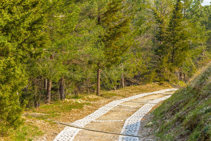 The Way of Nature on a Path Bordered by Stones in the Trees Stock Photo ...
