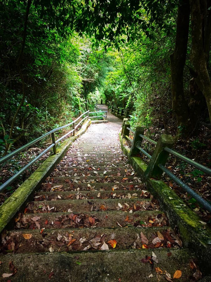 Way out stock photo. Image of straight, green, forest - 108784264