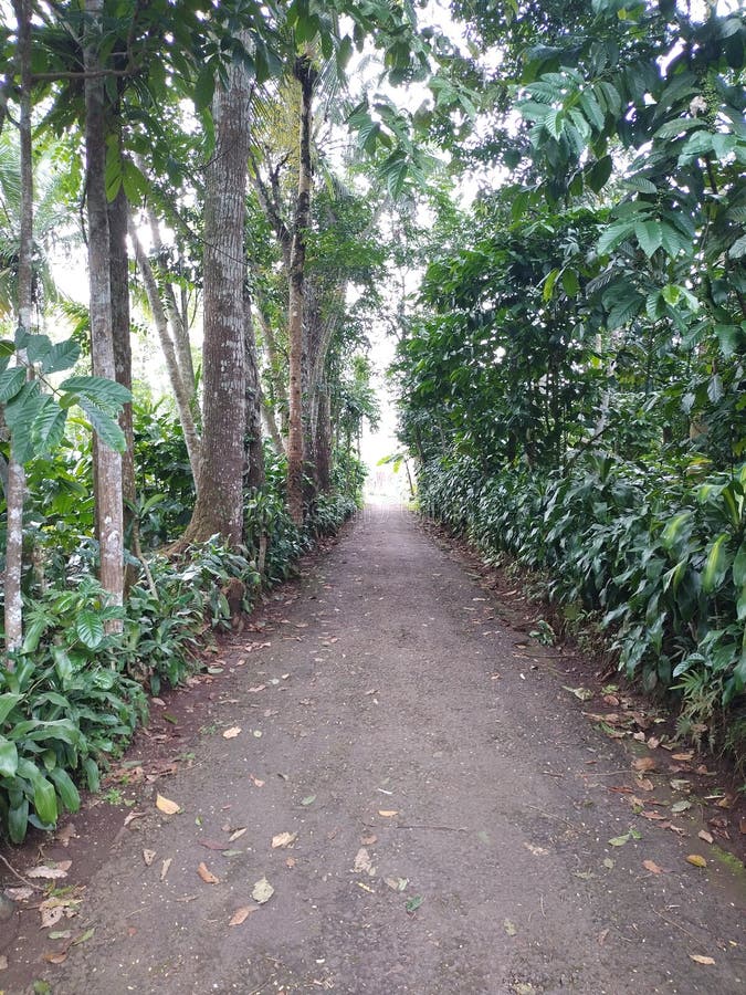 Way Path to Forest stock photo. Image of forest, woodland - 242506284