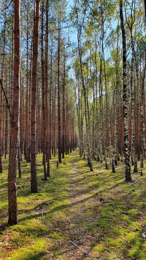 Way, path, trod stock image. Image of forest, rock, sunlight - 257610665