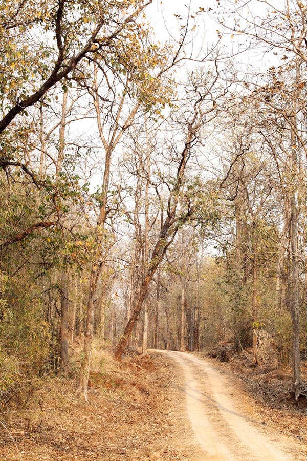 A Way through Pench Tiger Reserve Forest Stock Image - Image of seoni ...