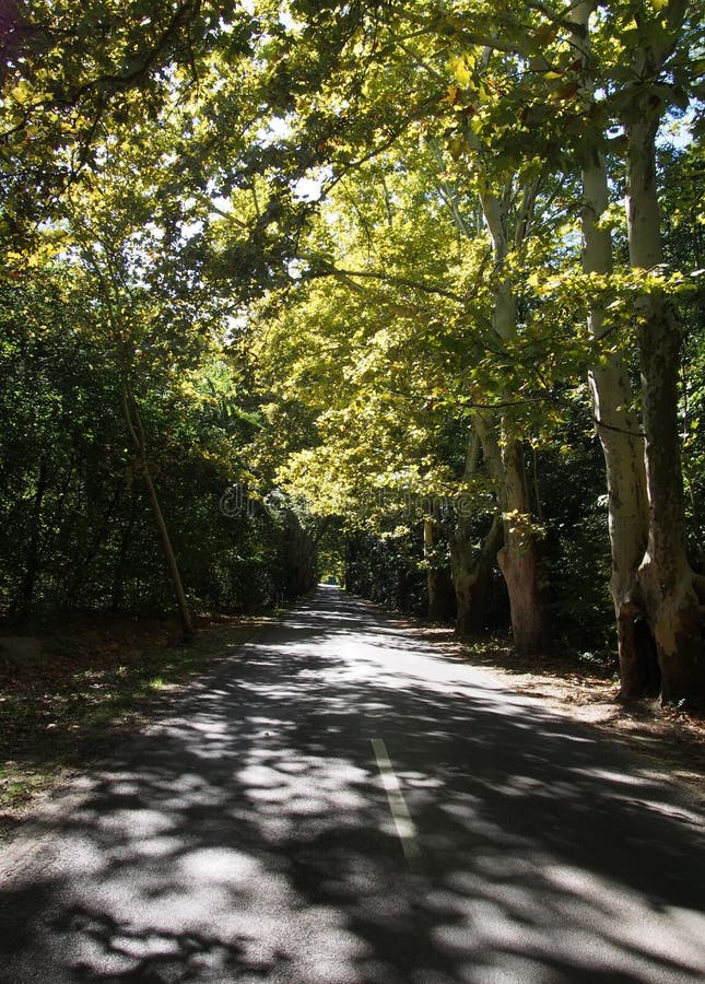 A way with plane-trees stock photo. Image of forest - 127735546