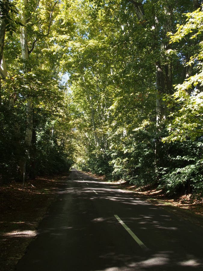 A way with plane-trees stock image. Image of plant, woods - 127735659