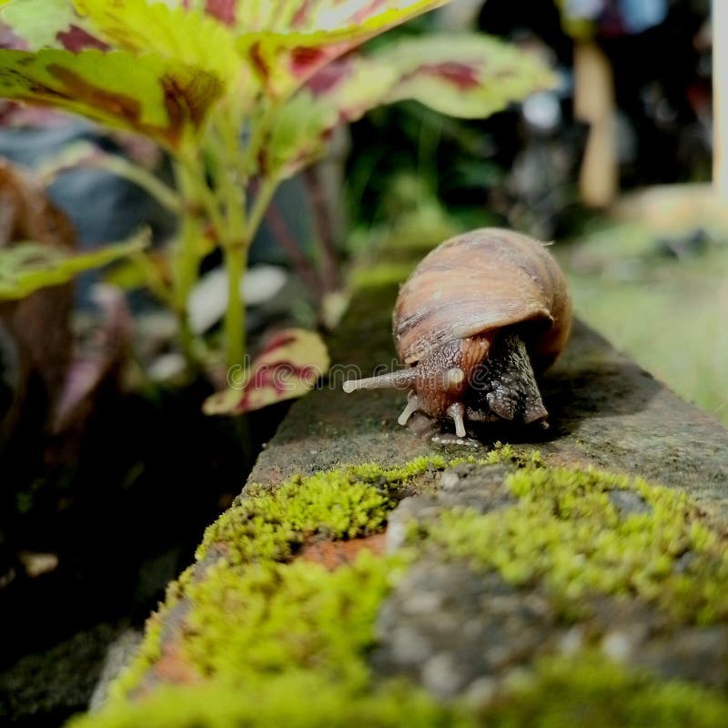 The Way Slowly Slowly Snail To Move Stock Image - Image of jungle ...