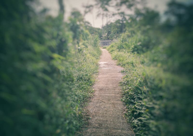 The way stock image. Image of nature, village, view - 114387883