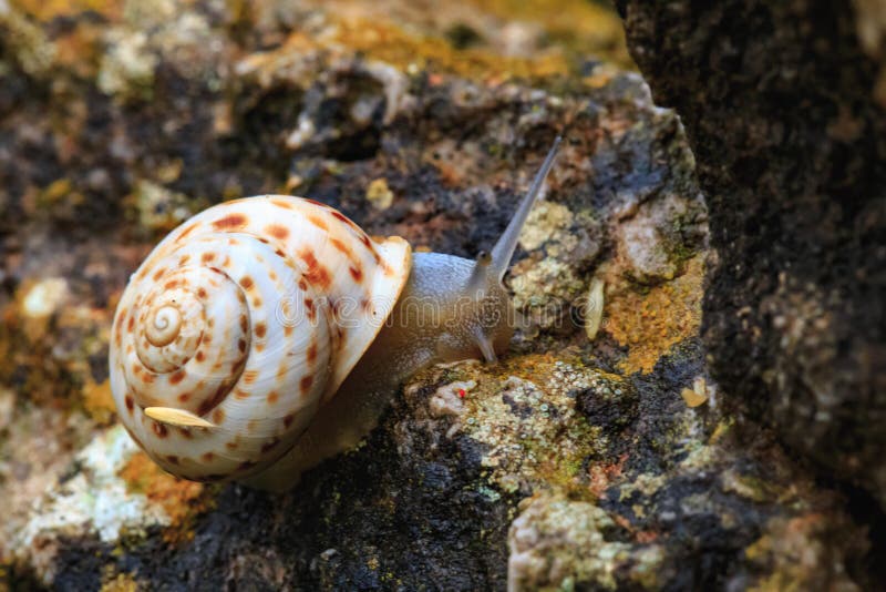 Way of the Snail stock image. Image of macro, nature - 61707025