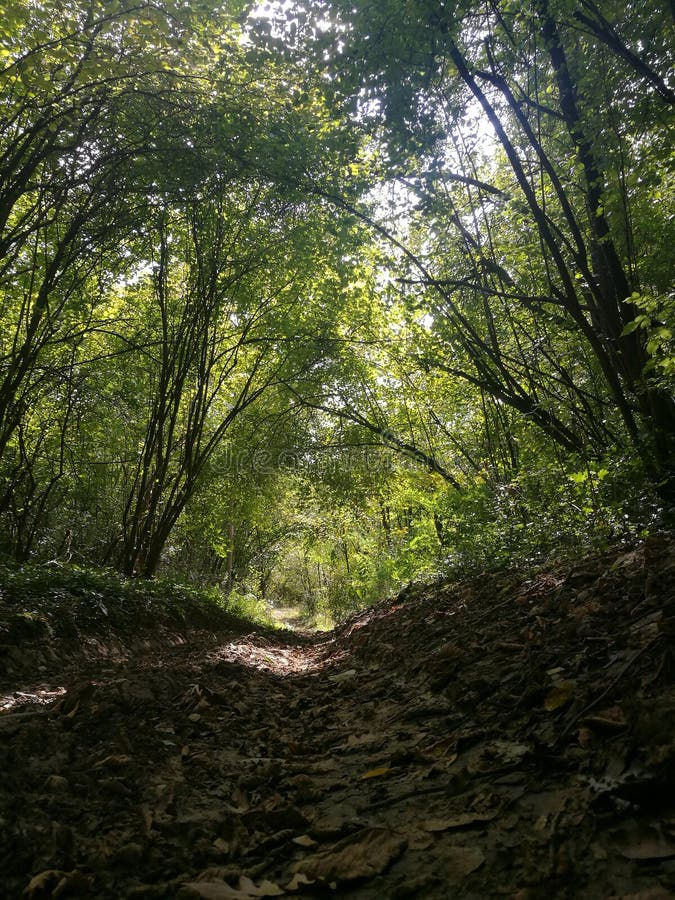 The Way of Spring in the Forest Stock Image - Image of line, sailing ...