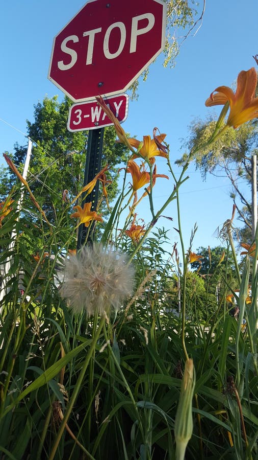 3 way stop stock photo. Image of blooms, stop, plants - 120766902