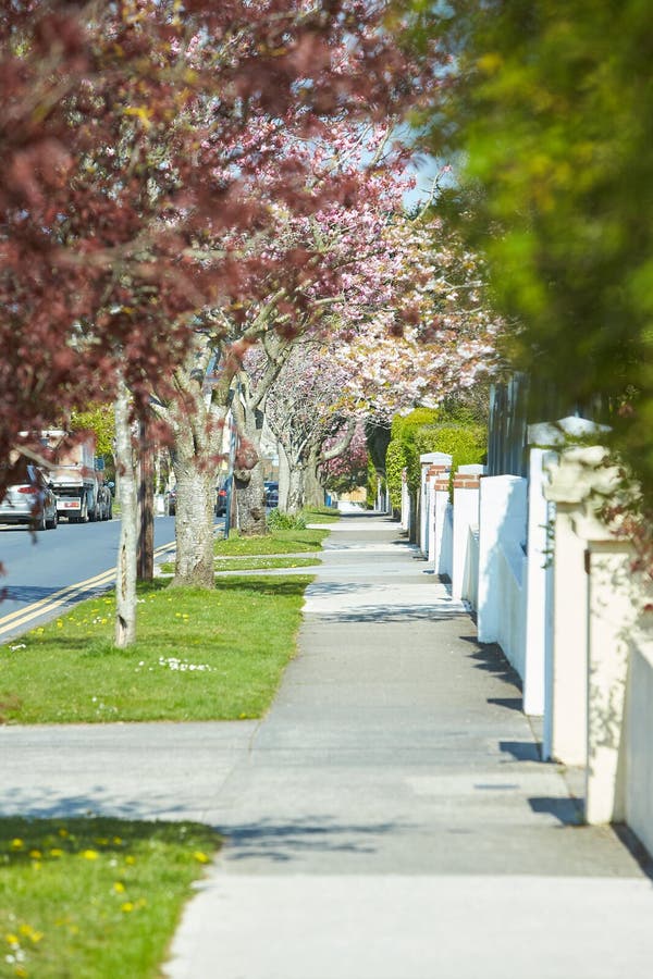 Way Street with Blooming Cherry Trees in Dublin. Stock Photo - Image of ...