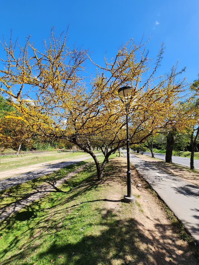 Way Surrounded by Dense Autumn Trees in Park Stock Photo - Image of ...
