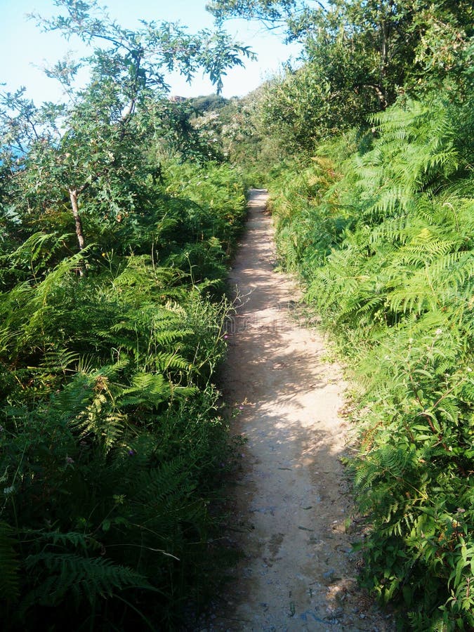 Way Surrounded by Greenery and Ferns. Stock Image - Image of woodland ...