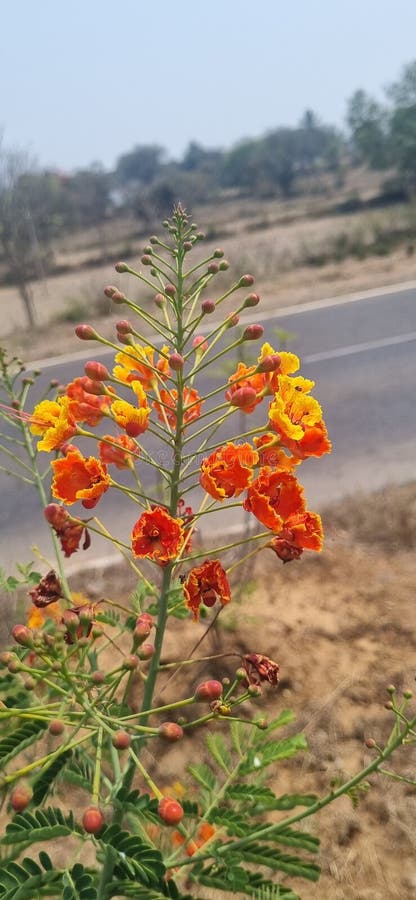 On the Way To Behera Street Site Flower Stock Image - Image of site ...