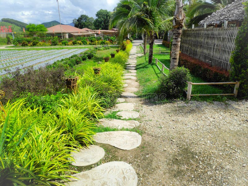 Way to the fresh farm stock photo. Image of fields, farm - 157542930