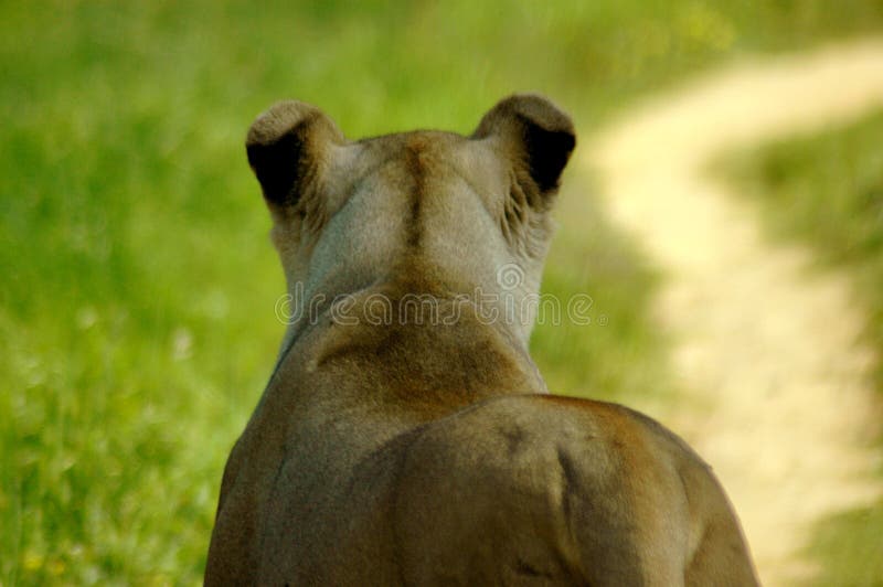 Rear View Portraits Stock Photos - Free & Royalty-Free Stock Photos ...