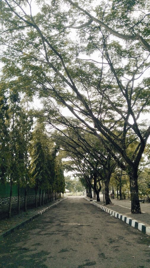 The NEAT TREES stock image. Image of sunlight, flower - 216029017