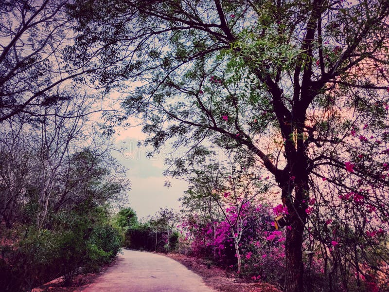 Way To Heaven with Natural Colour Road Trip Stock Photo - Image of ...