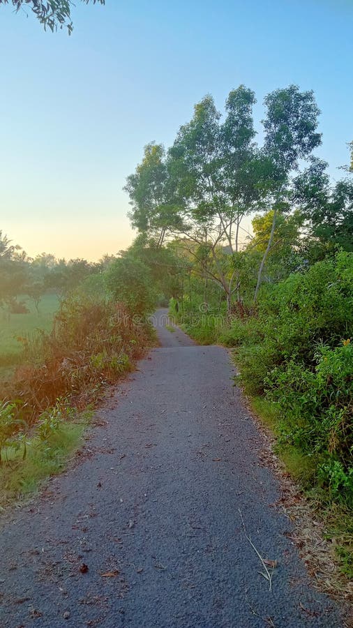 Way to home stock photo. Image of home, florest - 224375756