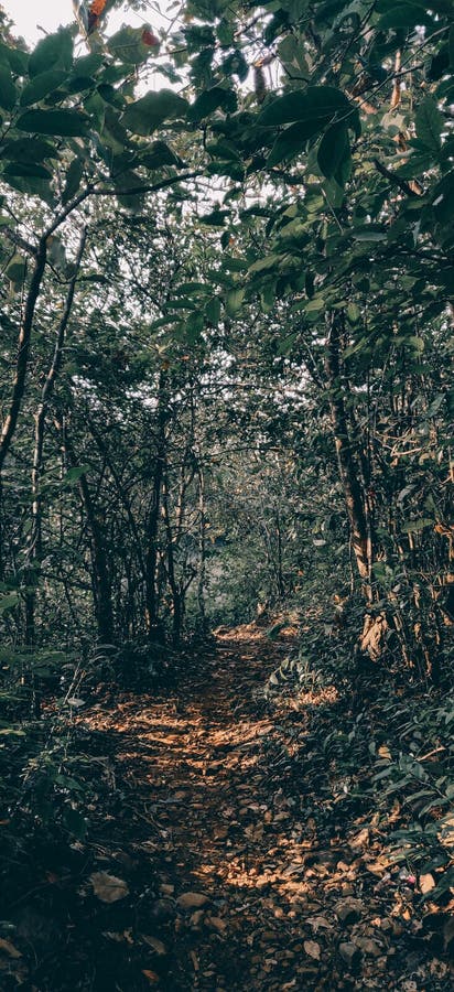 On the way to the Jungle stock photo. Image of jungld - 208036952