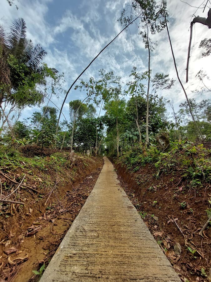 Way to the jungle stock image. Image of grass, jungle - 261594331