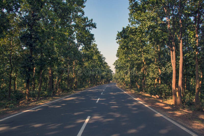 Way to koderma stock image. Image of road, india, forest - 183122027