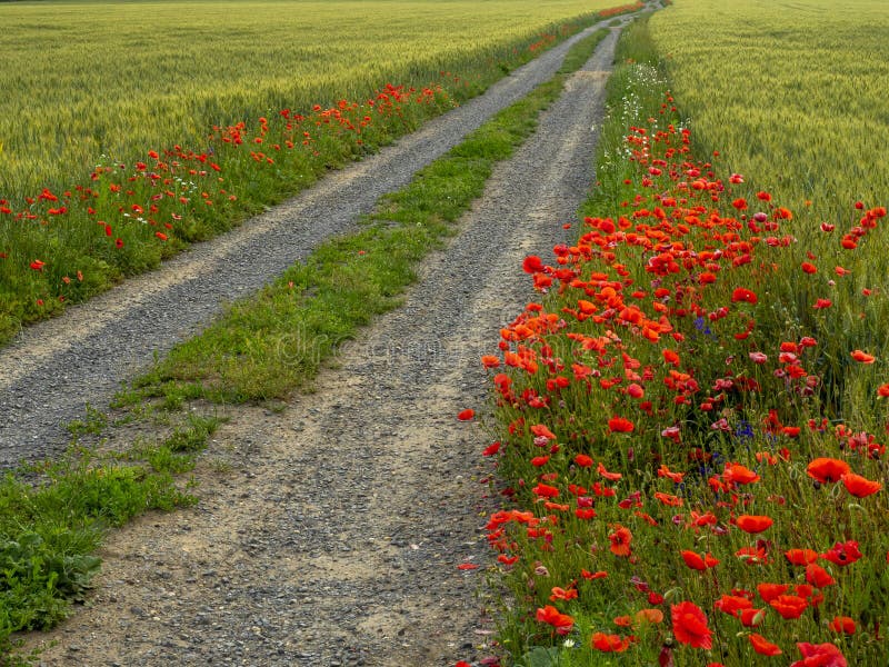 Way to nature stock image. Image of field, blue, blossom - 187302099