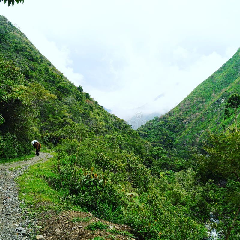 The way to nature stock photo. Image of walking, nature - 73511188