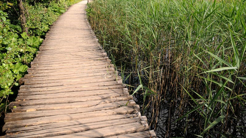 Way to nowhere stock image. Image of marsh, leafage, cattail - 14303281