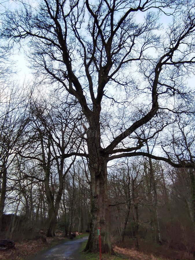 Way with tree stock image. Image of winter, blossom - 213355467