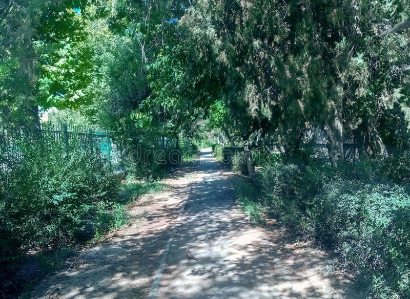 Way, Tree, Green, Tree Area, Nature Stock Image - Image of green, area ...