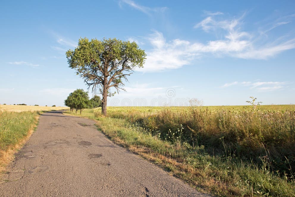 Way and tree stock image. Image of track, environ, road - 33586593