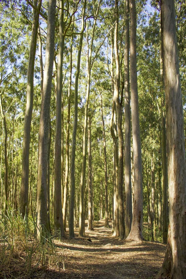 The way between the trees stock image. Image of green - 212745931