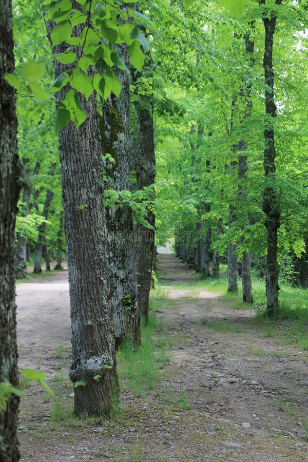 Way between trees stock photo. Image of trees, alignment - 61374382