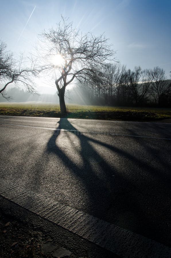 Way of Trees in the Field with Abstract Shadow Stock Image - Image of ...